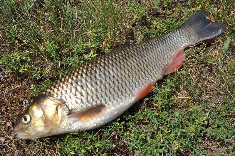 Poissons Photos Stock - Téléchargez 1,193,082 Photos libres de droits