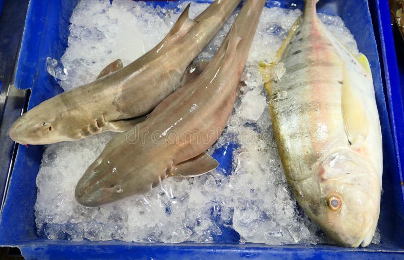 Poissons sur la glace image stock. Image du pêche, nourriture - 112458859