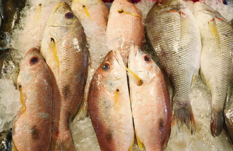 Poissons sur la glace image stock. Image du pêche, nourriture - 112458859
