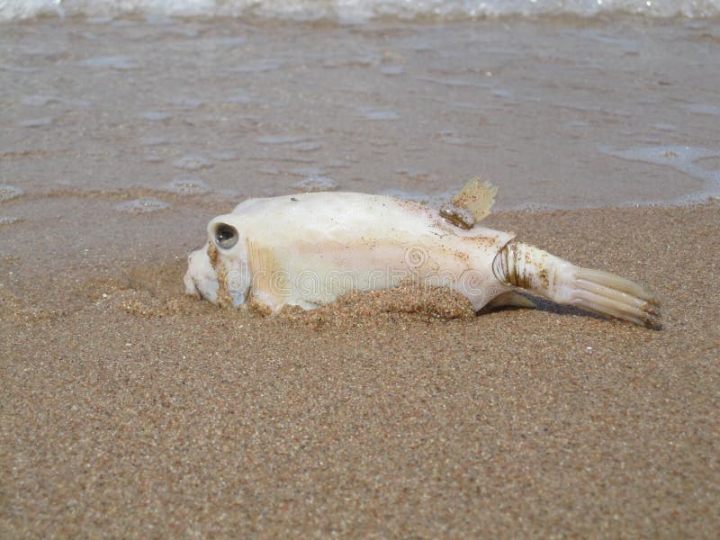 Poissons sur la plage image stock. Image du fleuve, poissons - 43428169