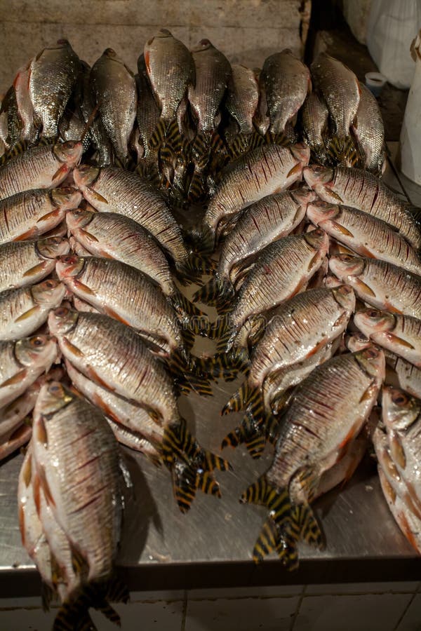 Poissons Dans Le Poissonnier Image stock - Image du ailette, greece ...