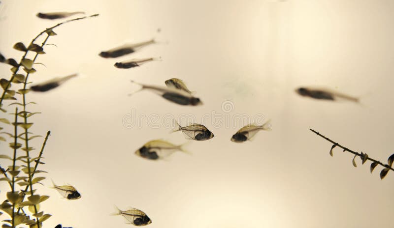 Poissons transparents. photo stock. Image du image, nature - 18484524