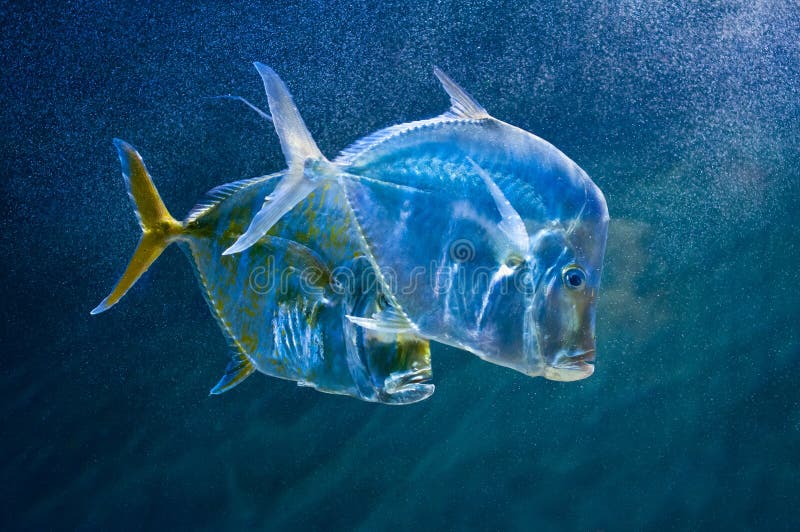44,124 Photos de Poissons Transparents - Photos de stock gratuites et ...