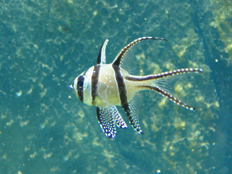 Poissons tropicaux photo stock. Image du bleu, vacances - 143502