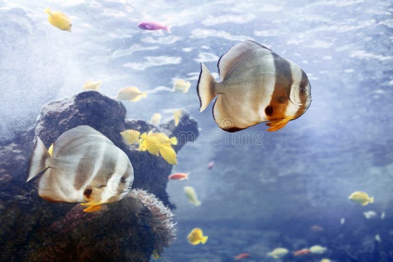 Poissons tropicaux image stock. Image du plongée, piqué - 14816225
