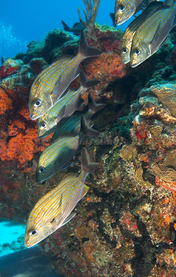 Poissons Mexique De Cozumel Tropical Photo stock - Image du poissons ...