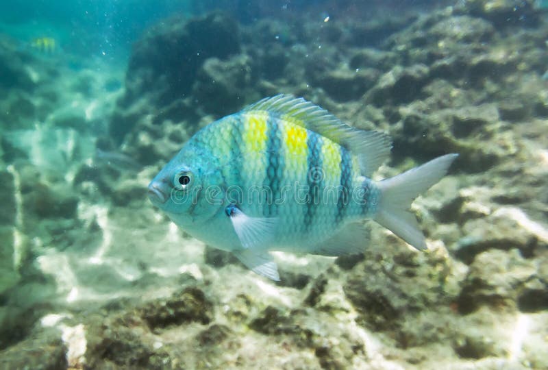 Poissons Tropicaux Au Mexique Photo stock - Image du seascape ...