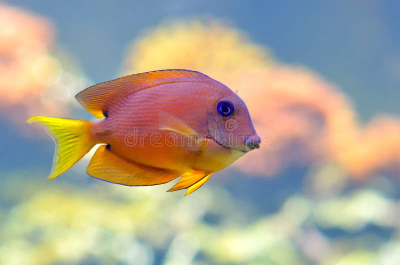 Poissons tropicaux image stock. Image du récif, tropical - 21507031