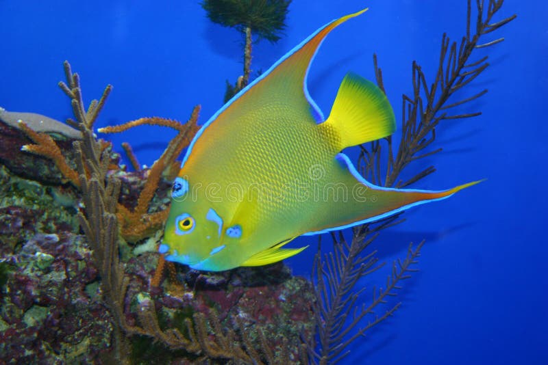 Poissons tropicaux photo stock. Image du océan, scaphandre - 2704960