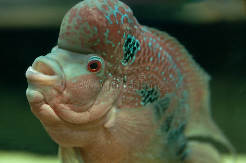 Poissons tropicaux photo stock. Image du rouge, fond - 30825700