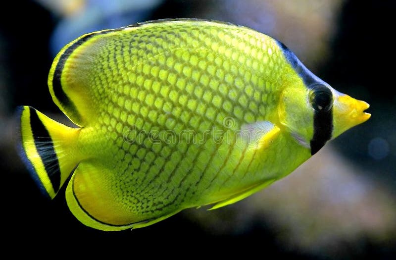 Poissons tropicaux 32 image stock. Image du salé, réservoir - 18427383