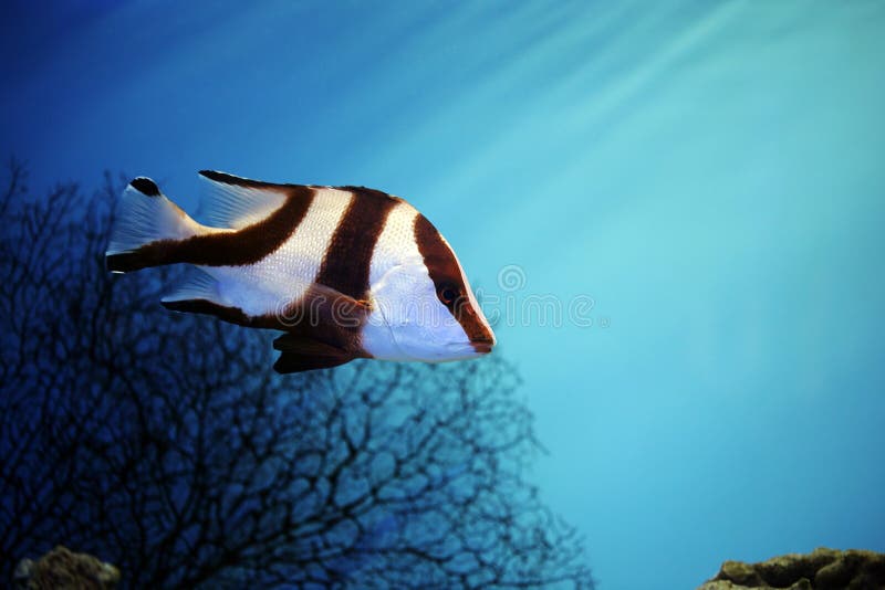 Poissons tropicaux image stock. Image du couleur, océan - 4932959