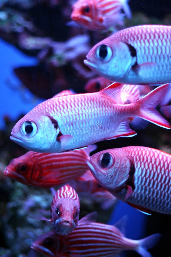 Poissons tropicaux photo stock. Image du trois, tropical - 511524