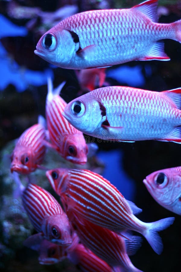 Poissons tropicaux photo stock. Image du ailettes, foncé - 511550
