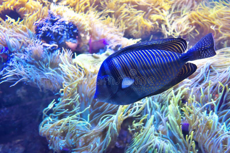 Poissons tropicaux image stock. Image du poissons, océan - 55633439