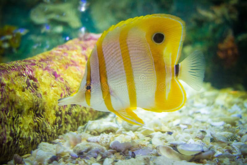 Poissons tropicaux image stock. Image du marin, normal - 56140781