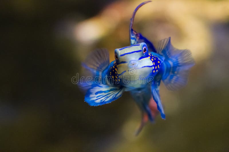 Poissons tropicaux bleus image stock. Image du sensible - 55867509