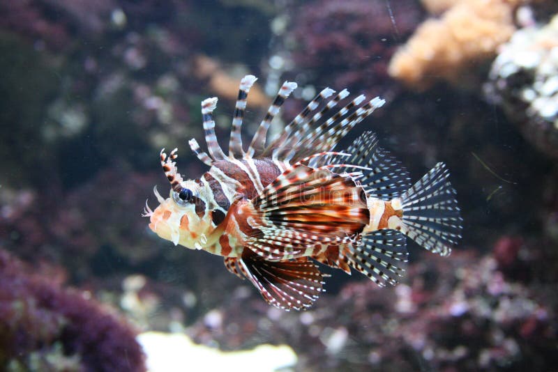 Poissons Tropicaux Dans L'aquarium Image stock - Image du norvège ...