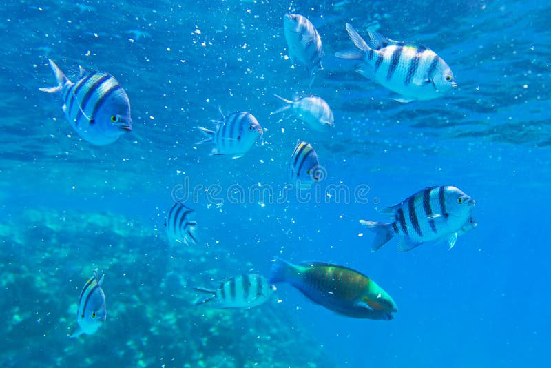 Poissons Tropicaux De La Mer Rouge Image stock - Image du nature ...