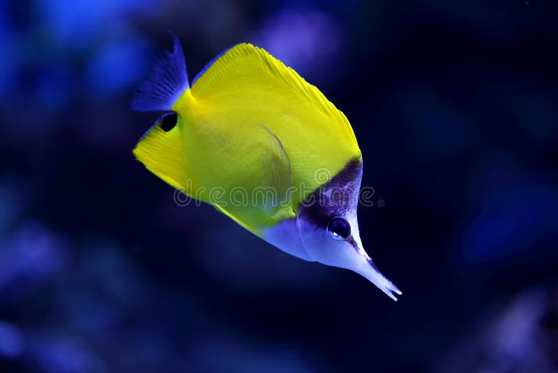 Poisson Tropical Jaune Qui Nage Dans L'aquarium Photo stock - Image du ...