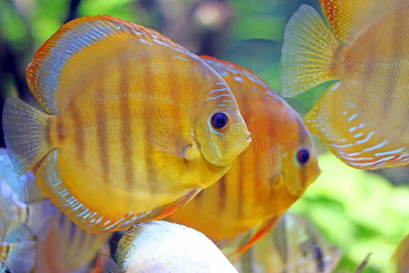Poissons Tropicaux Nageant Sous L'eau Photo stock - Image du beau ...