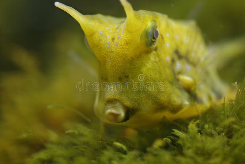 Poissons verts photo stock. Image du animaux, marin, vert - 46041656