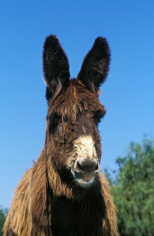 Poitou Donkey or Baudet Du Poitou, a French Breed Stock Image - Image ...