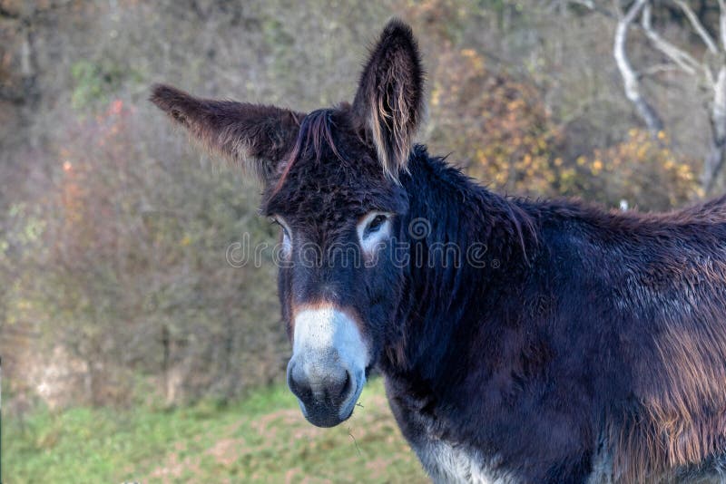 Poitou-ezel met kubusje stock afbeelding. Image of platteland - 166222729