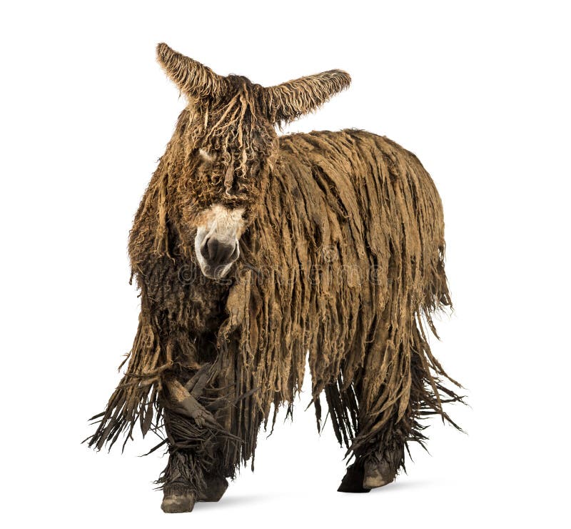 Poitou Donkey with a Rasta Coat Walking Stock Photo - Image of people ...