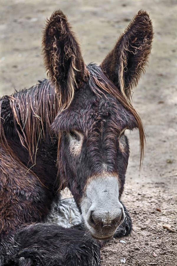 Poitou`s Donkey 3 stock photo. Image of ecology, country - 3282280