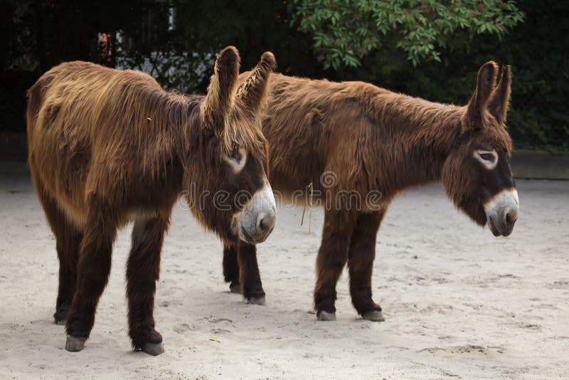 Poitou-Esel Equus Asinus Asinus Stockbild - Bild von europäisch, wild ...