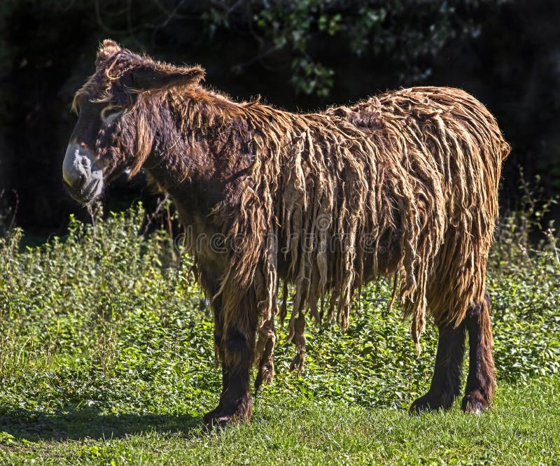 Ezel 1 van Poitou `s stock foto. Image of vreemd, gras - 3255292