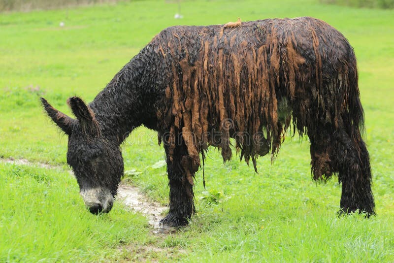 Ezel 1 van Poitou `s stock foto. Image of vreemd, gras - 3255292