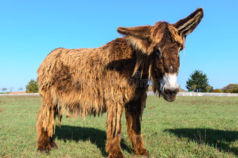 Poitouezel (Poitevin-Ezel) stock foto. Afbeelding bestaande uit profiel ...