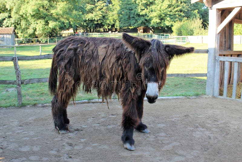 De De Poitou-ezel Of Poitou-ezel Stock Foto - Afbeelding bestaande uit ...