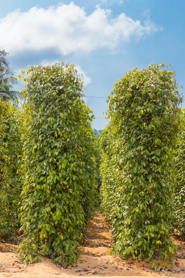 Plantation de poivre noir image stock. Image du vert - 102054767