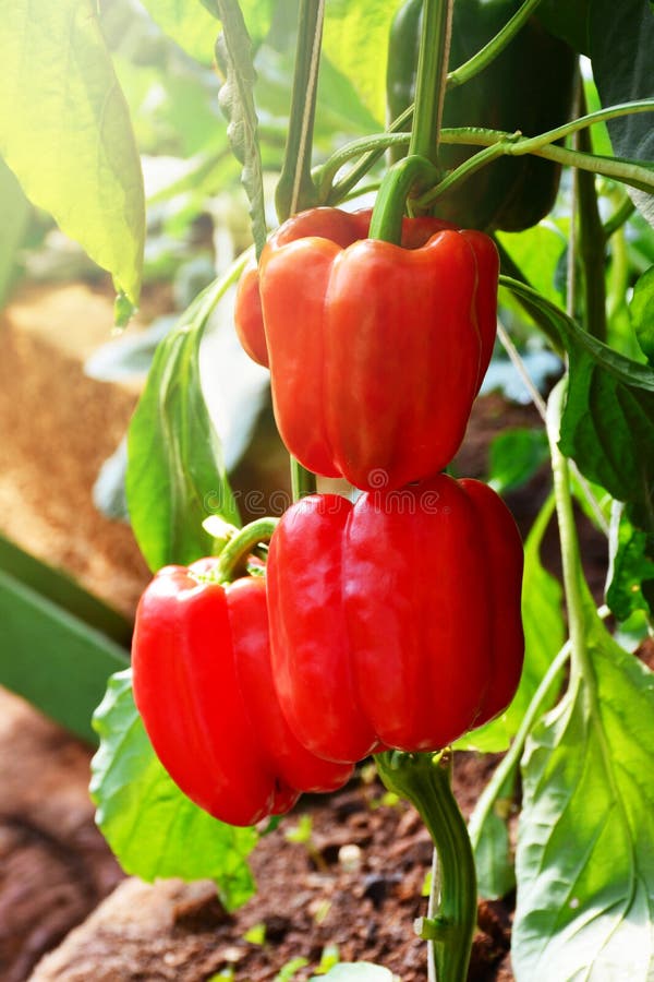 Poivron Doux Rouge, Paprika Dans Le Jardin Image stock - Image du ...