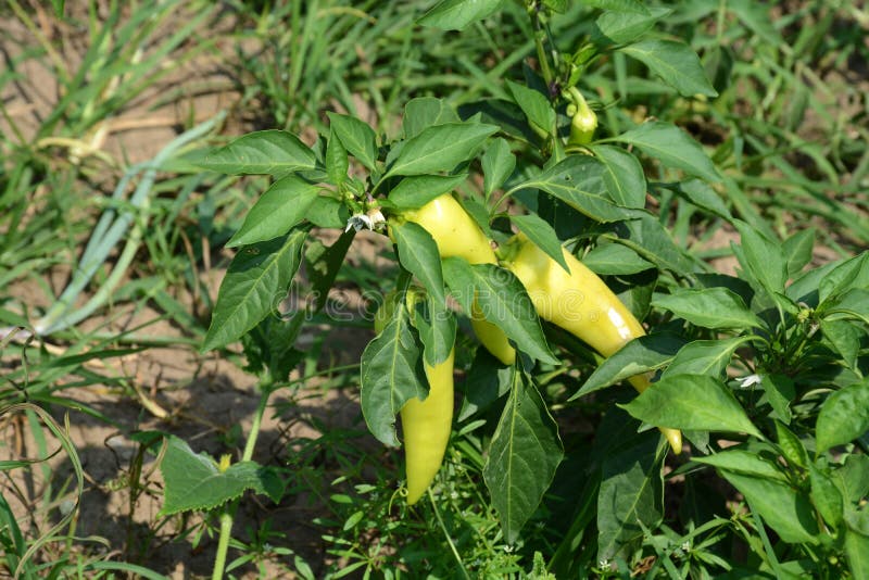 Poivrons de banane image stock. Image du poivron, ingrédient - 16356975