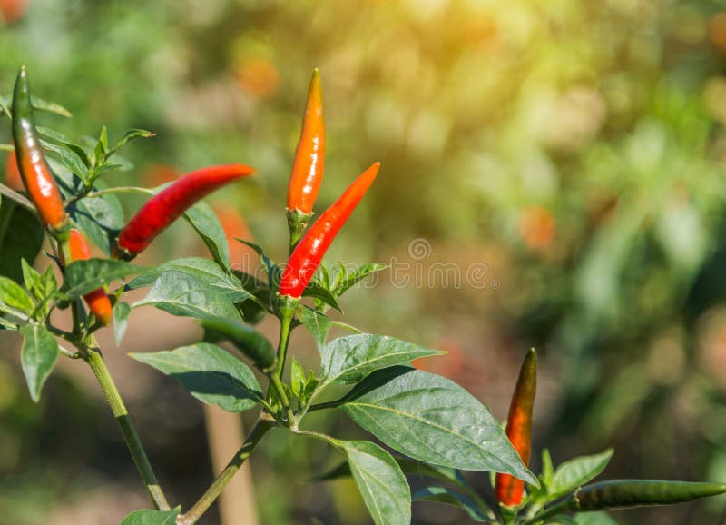 Poivrons De Piment D'un Rouge Ardent Sur L'arbre Image stock - Image du ...