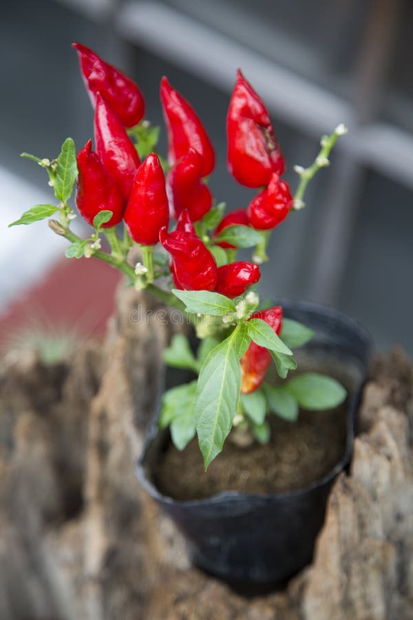 Culture Domestique Des Poivrons De Piments Rouges Dans Un Pot Poivrons ...