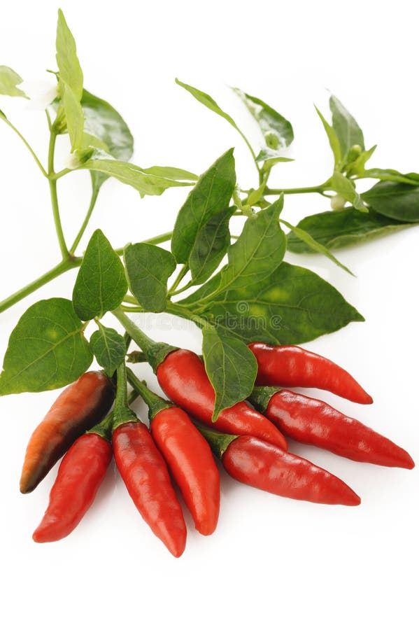 Poivrons Et Feuilles De Piment Rouge Image stock - Image du nourriture ...