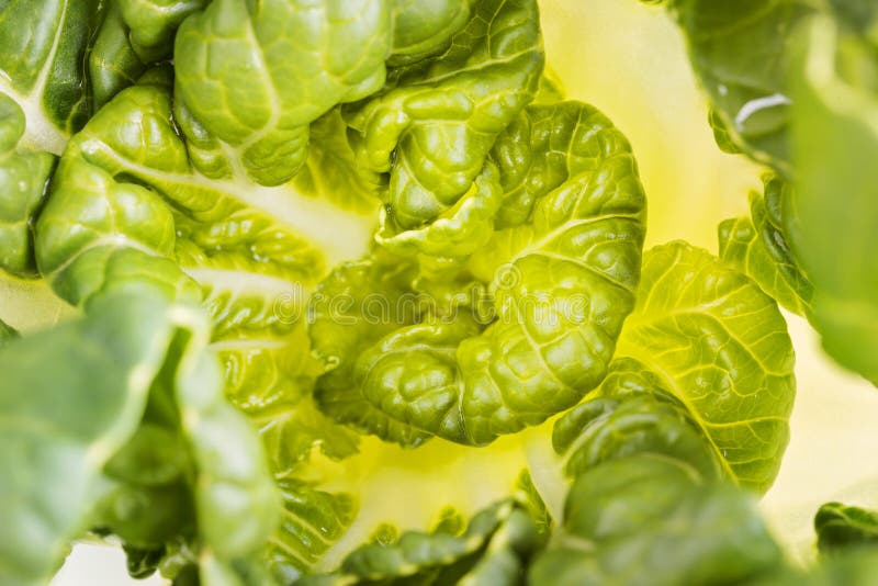 Pok Choi Cabbage, Top View, Macro , Selective Focus Stock Photo - Image ...