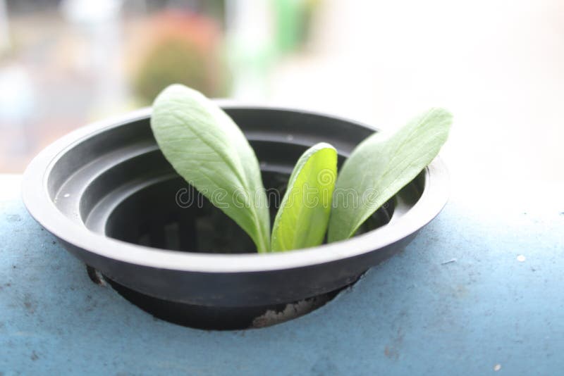 Pokcay vegetables stock image. Image of wheel, drink - 255760815