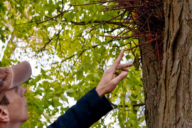 Poke stock image. Image of pointy, thorns, interesting - 41079669