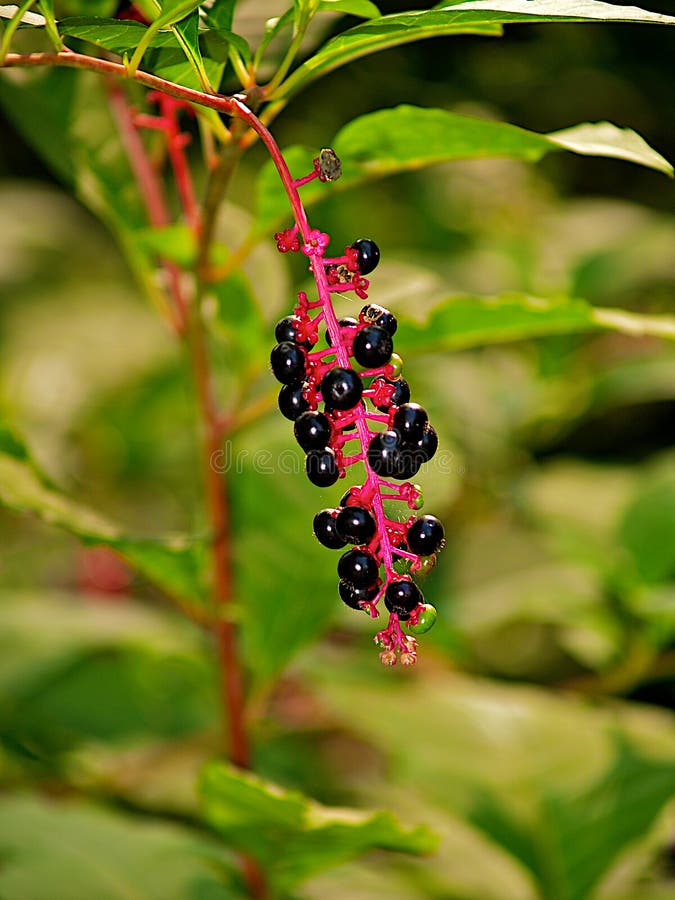 Pokeberries/Inkberries stock image. Image of virginia - 9763579