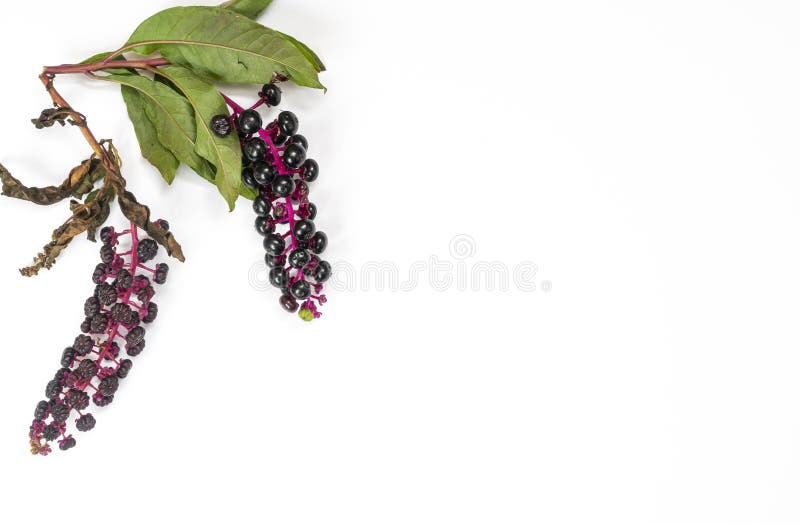 Pokeberry berries stock photo. Image of phytoacca, countryside - 161144708