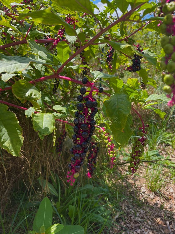 Pokeweed Berries during Summer Stock Photo - Image of outdoors ...