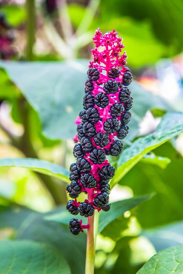 Pokeweed stock photo. Image of pink, meadow, ornamental - 155441064