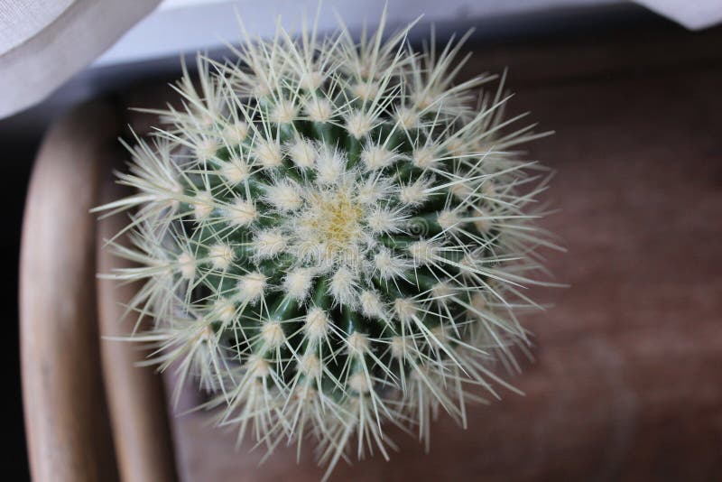 A Pokey Cactus Houseplant stock photo. Image of flower - 267860432
