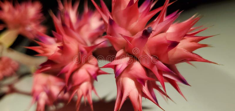 Rose Pokey Stock Photos - Free & Royalty-Free Stock Photos from Dreamstime